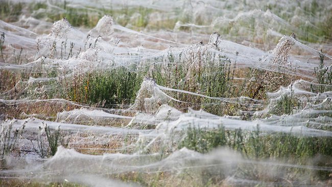Australia, ragnatela da record dopo l'alluvione - Ladyblitz