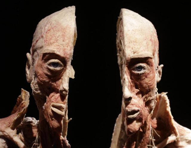 Milano, "Body Words": la mostra didattica con i veri corpi umani - Lady ...