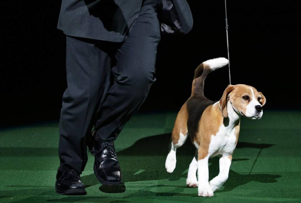 Miss P, un beagle di 4 anni è il cane più bello del mondo FOTO - Lady Blitz